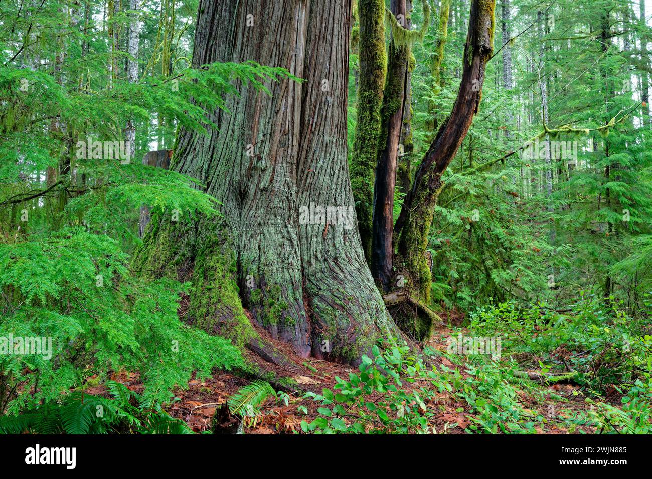 Majestic ancient cedar tree hi-res stock photography and images - Alamy