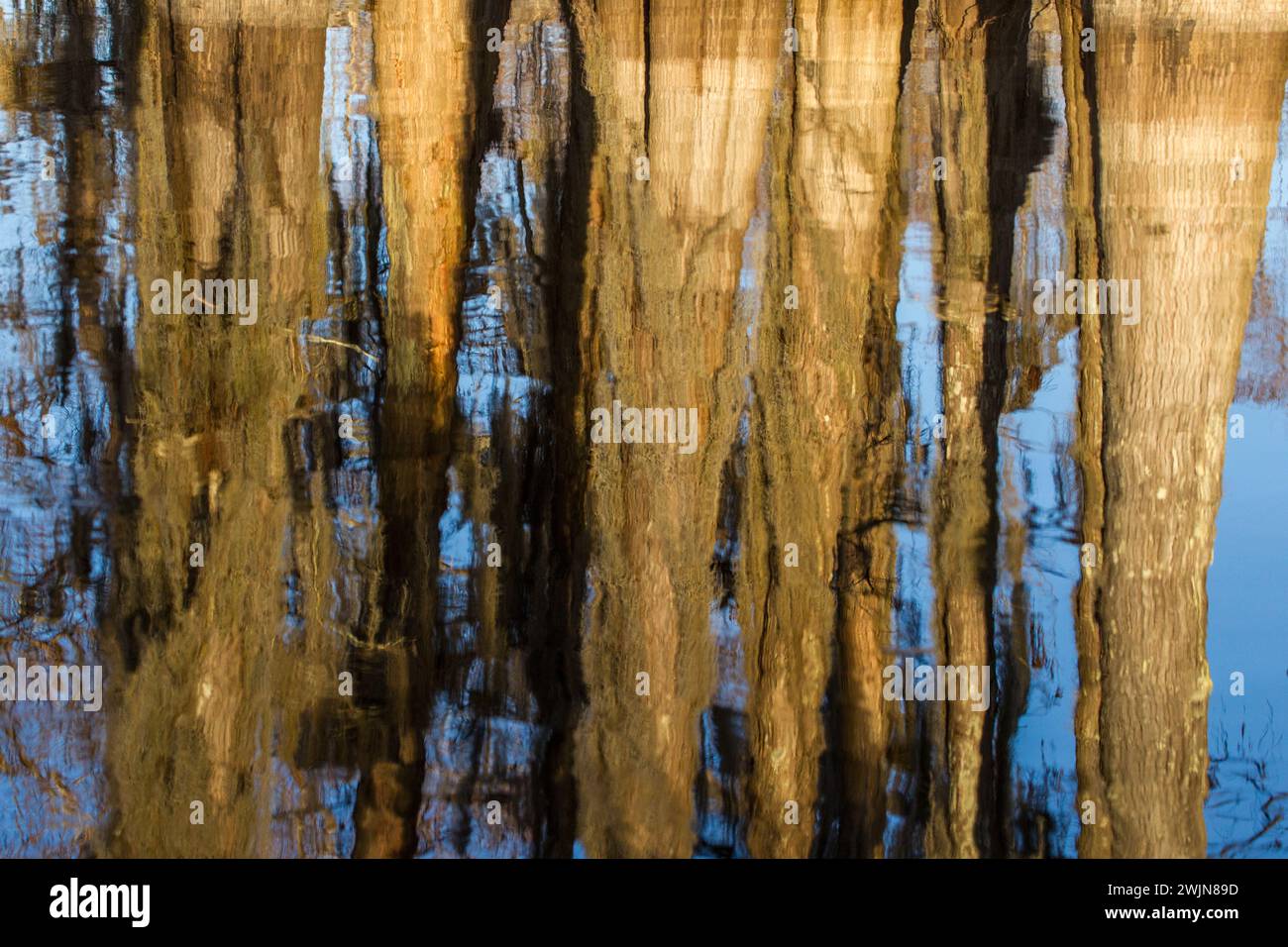 Bald cypress tree trunks reflected in a lake in the Atchafalaya Basin ...