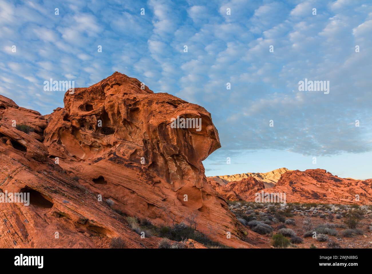 Desert plants and colorful eroded Aztec sandstone formations in Valley ...