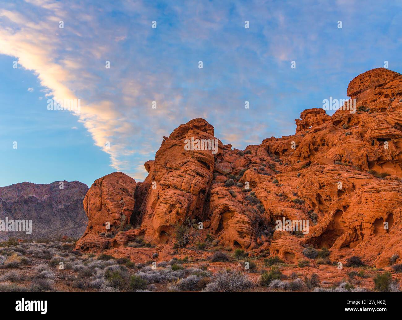 Desert plants and colorful eroded Aztec sandstone formations in Valley ...