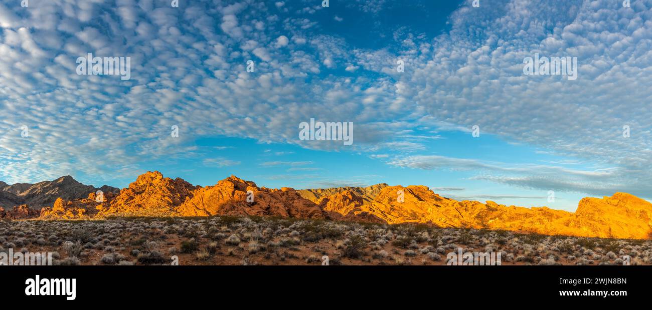 Desert plants and colorful eroded Aztec sandstone formations in Valley ...