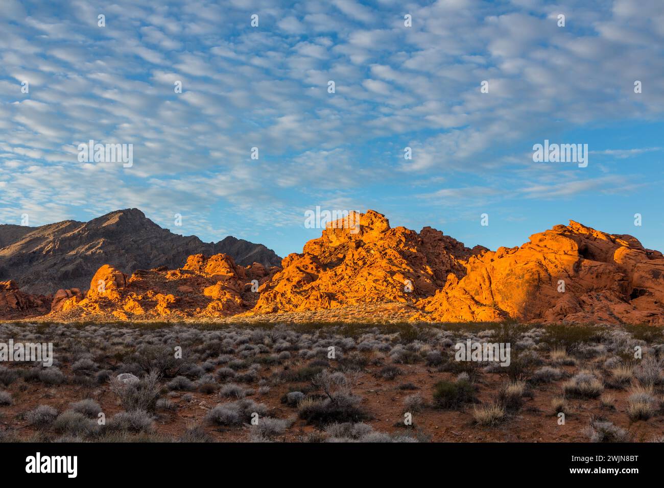 Desert plants and colorful eroded Aztec sandstone formations in Valley ...