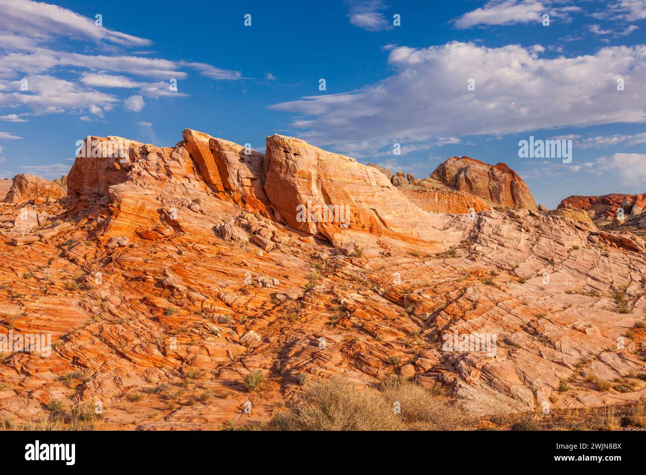 Desert plants and colorful eroded Aztec sandstone formations in Valley ...