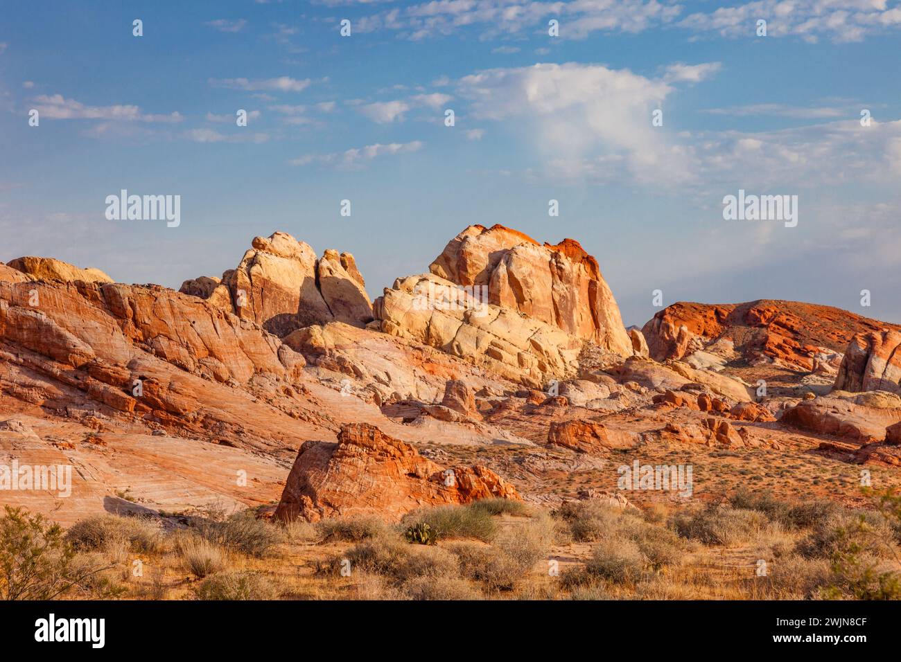 Desert plants and colorful eroded Aztec sandstone formations in Valley ...