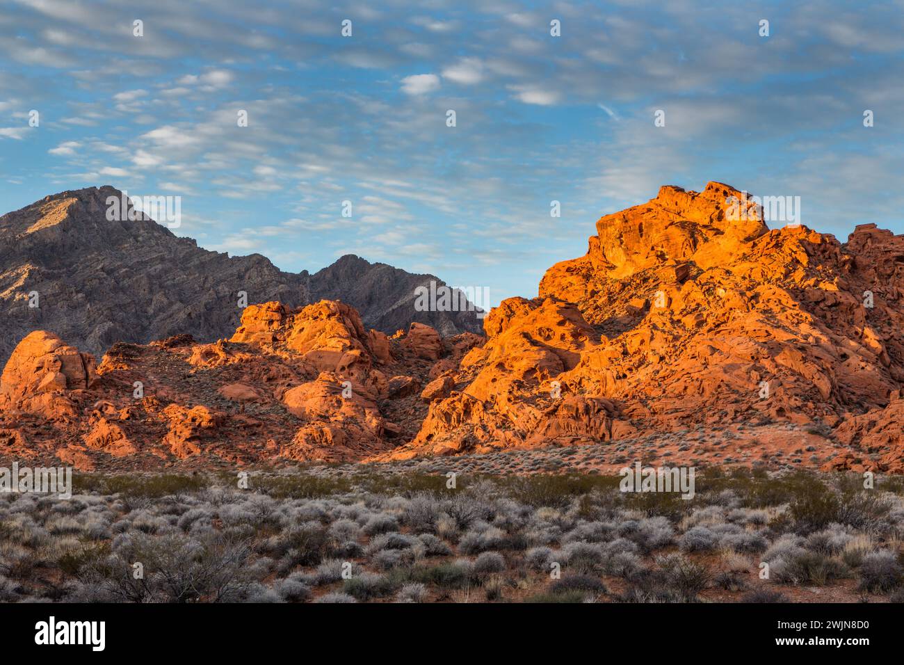 Desert plants and colorful eroded Aztec sandstone formations in Valley ...