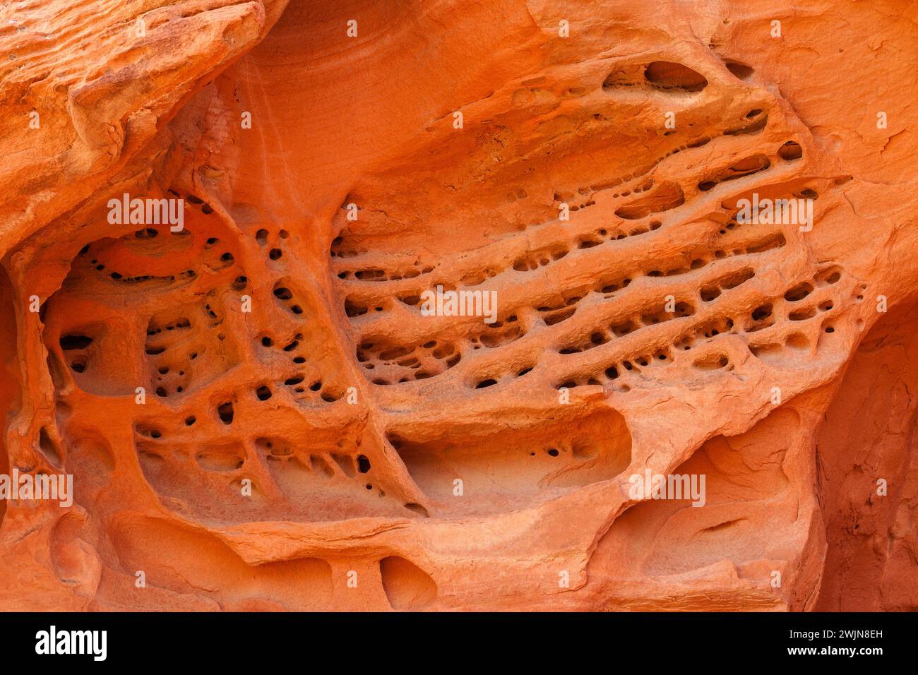 Tafoni or rock lace erosion patterns in the eroded Aztec sandstone of ...