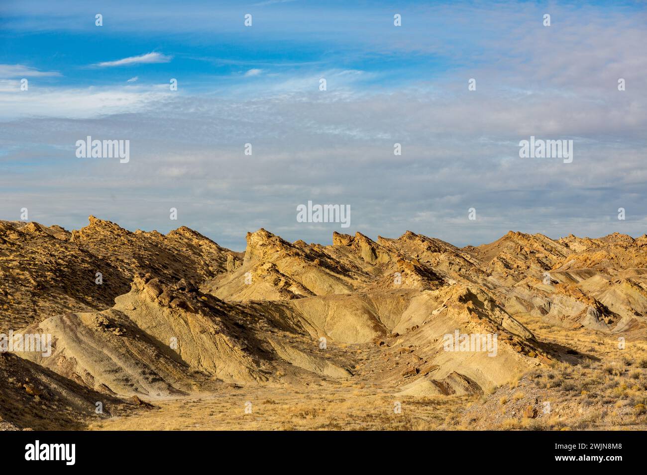 White campian hi-res stock photography and images - Alamy