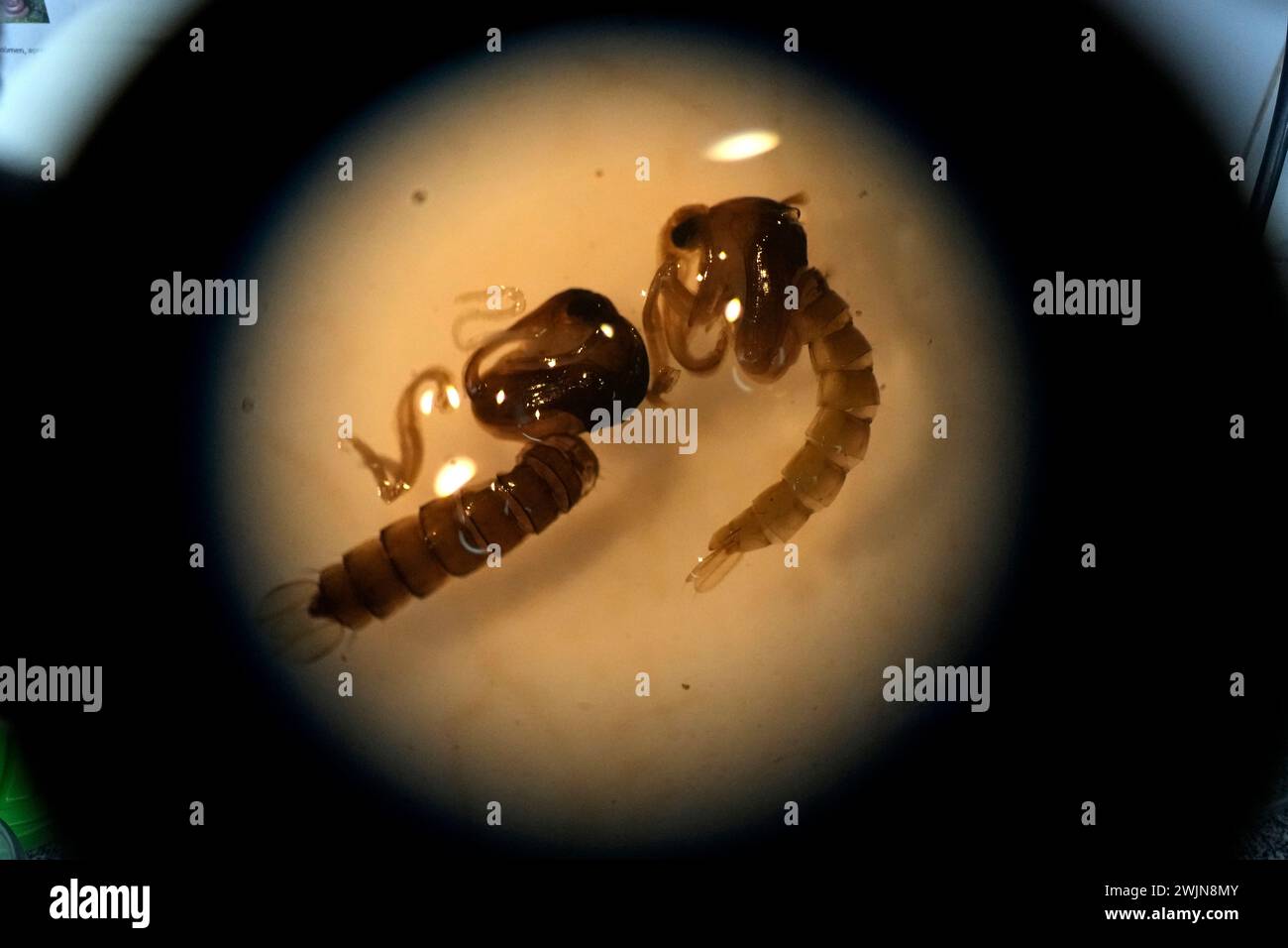 Seen through the microscope's magnifying glass, two pulps of Aedes ...