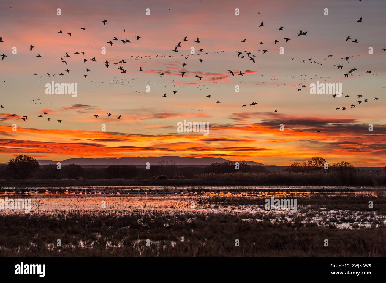 Flocks of snow geese flying over a pond before sunrise at Bosque del ...