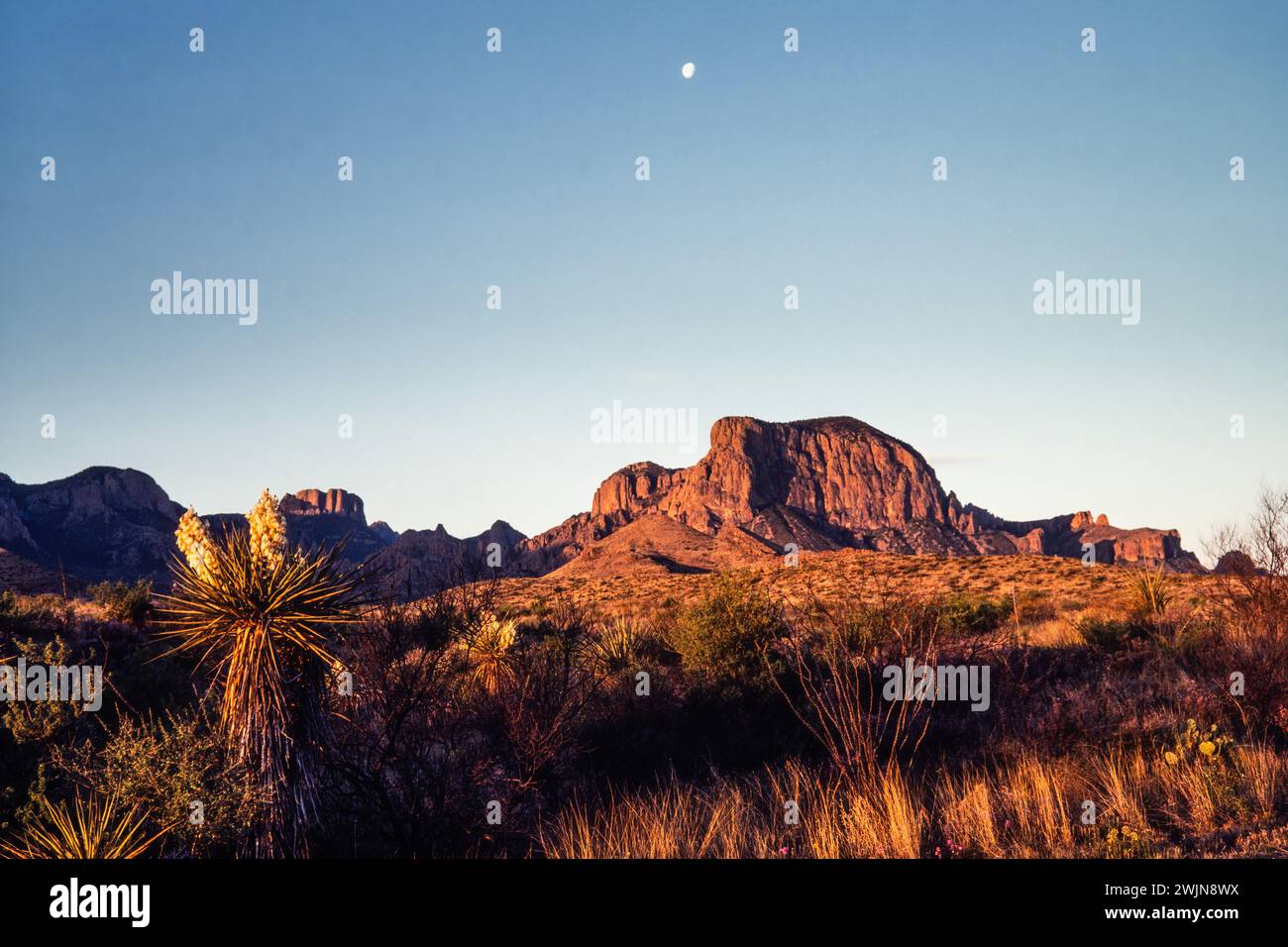 Big bend yucca elata hi-res stock photography and images - Alamy