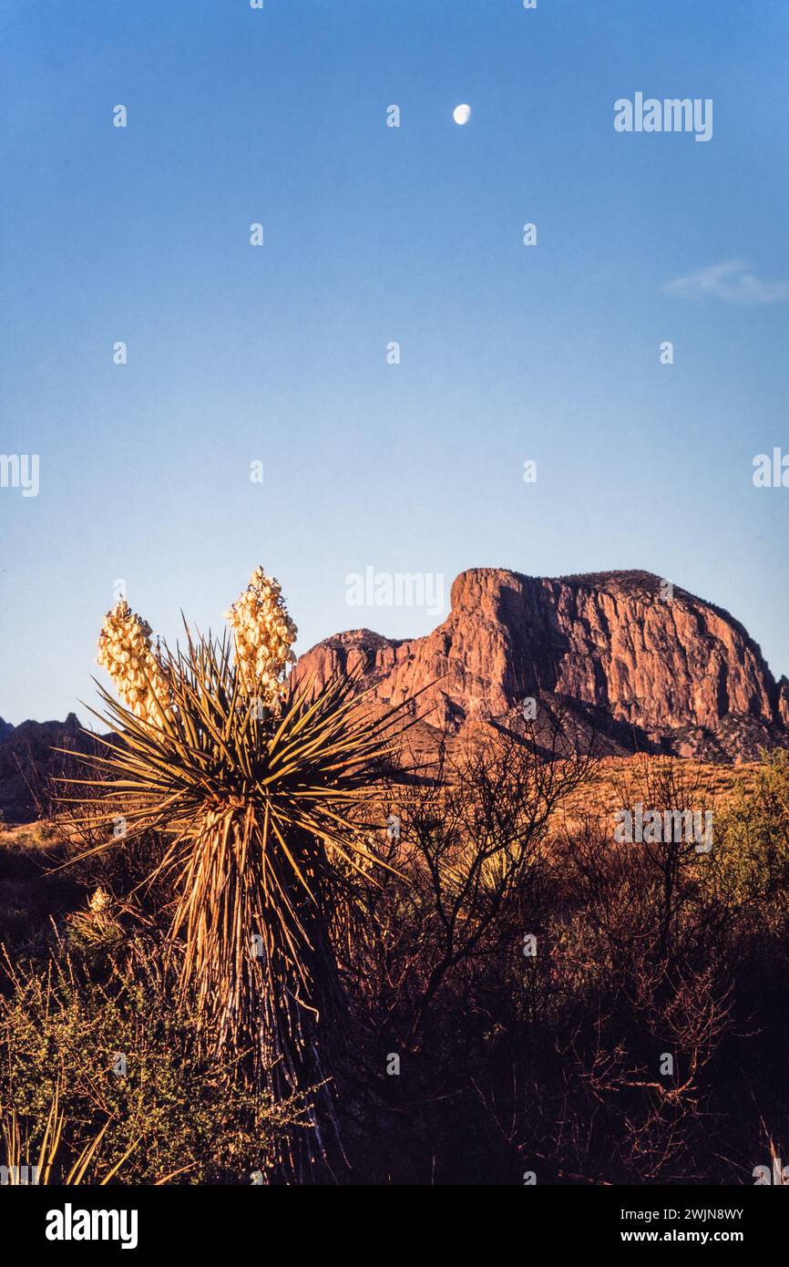 The moon over the Chisos Mountains with a Soaptree Yucca plant in ...