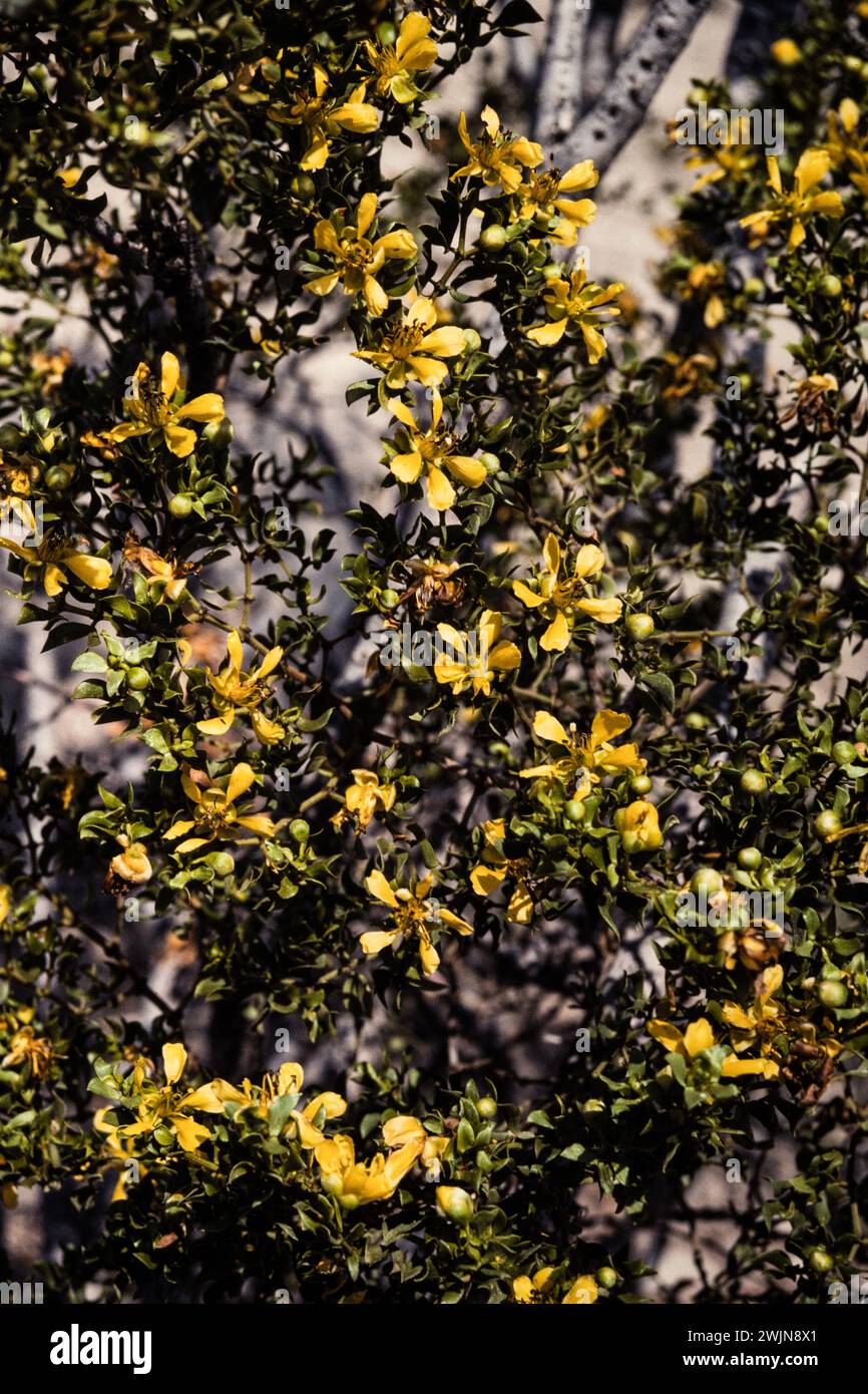 Greasewood spring hi-res stock photography and images - Alamy