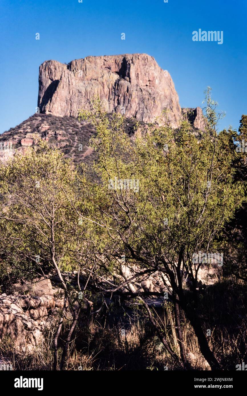 A mesquite tree, Prosopis species, and Casa Grande Peak in the Chisos ...