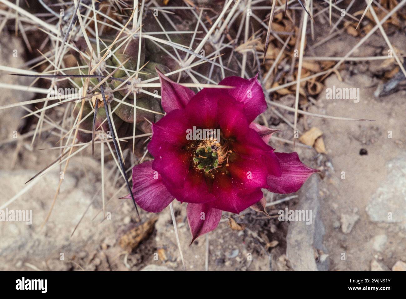 A Strawberry Cactus, Echinocereus stramineus, in bloom in the Chisos ...