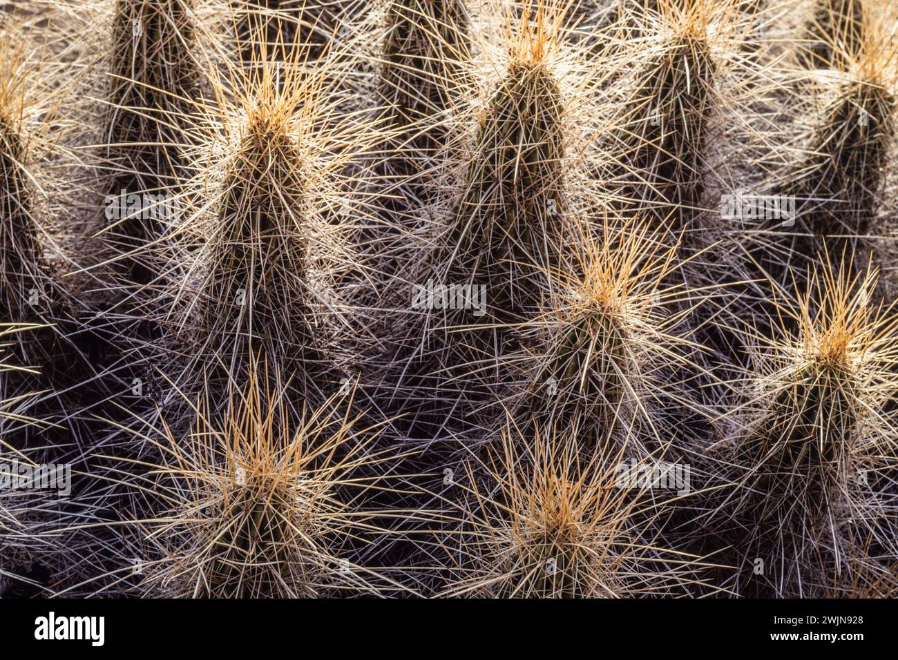 A Strawberry Hedgehog Cactus, Genus Echinocereus, in Big Bend National ...