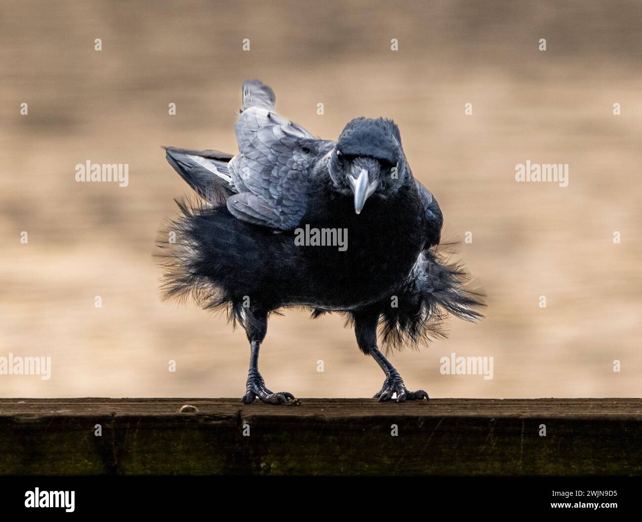 Lochend Park - crow 02/02/2024 A crow pictured in Lochend Park ...