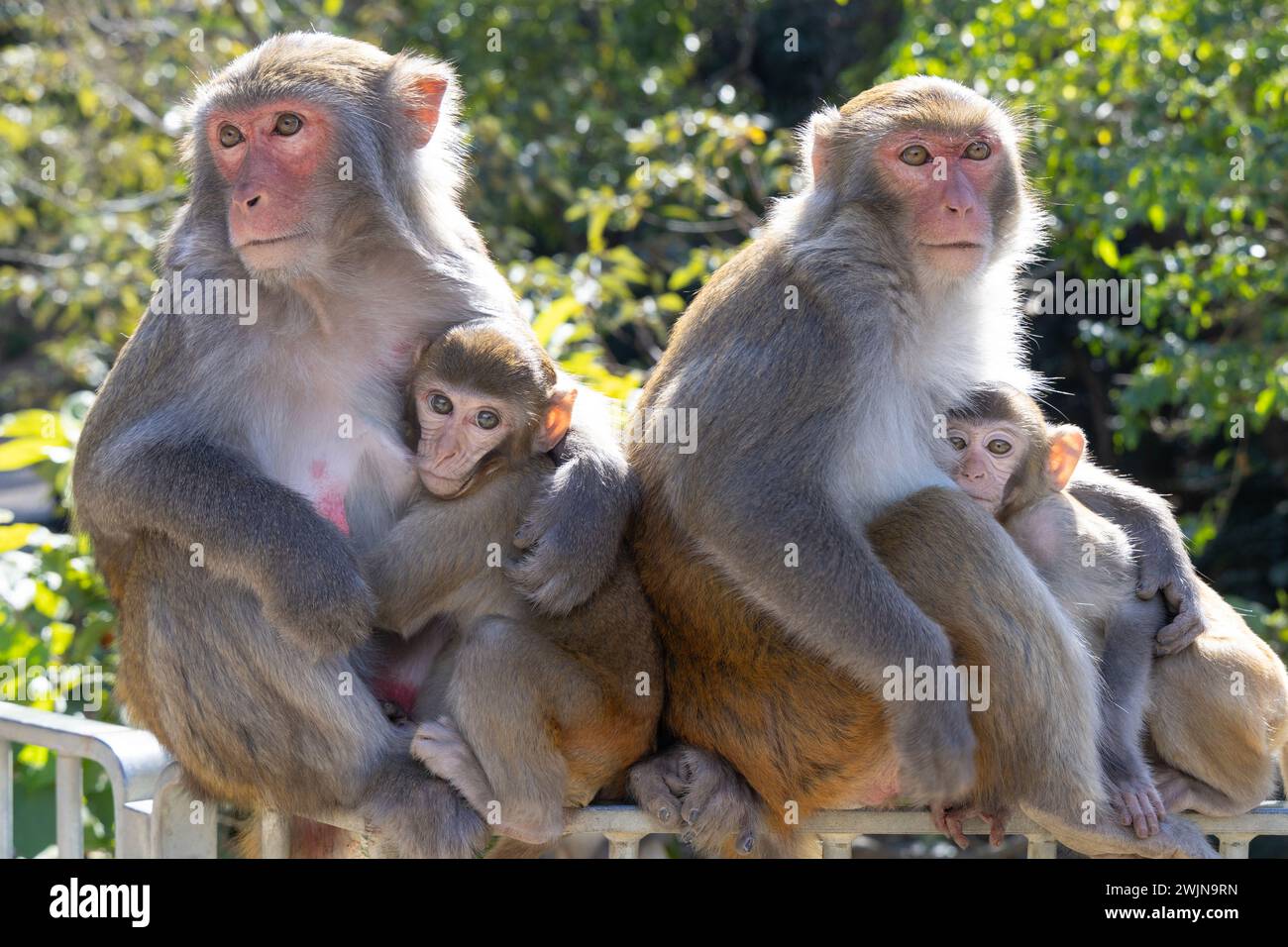 Family bond hi-res stock photography and images - Alamy