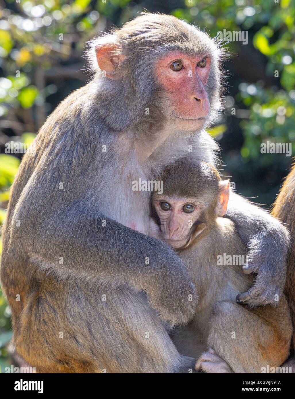 Family bond, macaque monkey family in Kam Shan Country Park, Hong Kong ...