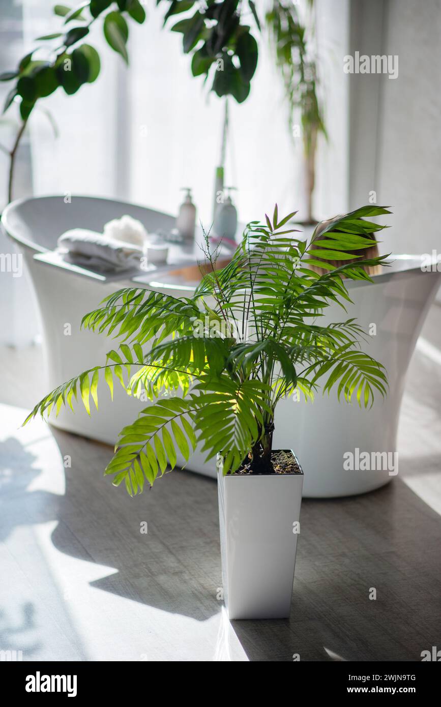 Palm tree houseplant with silhouette of resting in bath, woman on ...