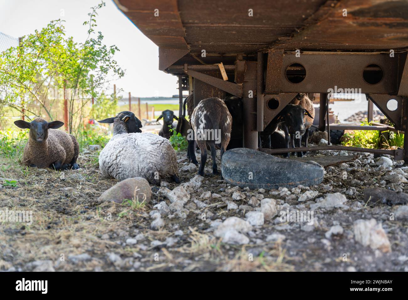 Flock of sheep in coastal landscape on the isle. Sheep in the shade ...