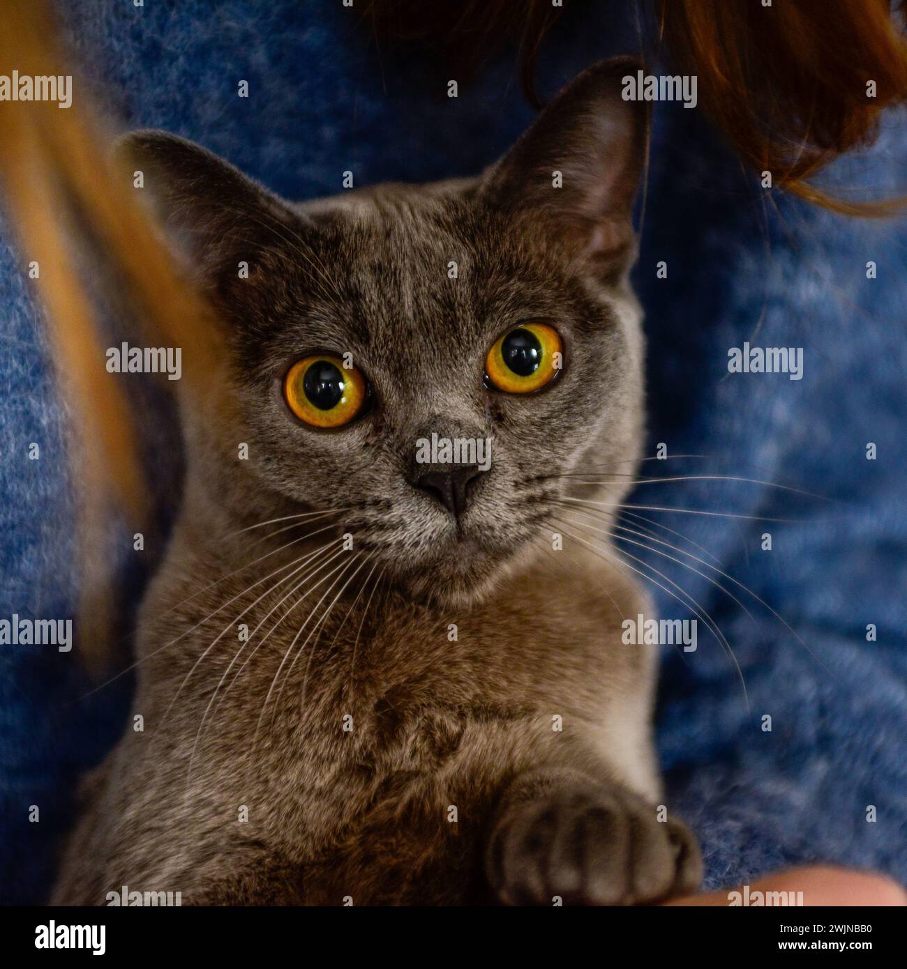 Blue burmese cat hi-res stock photography and images - Alamy