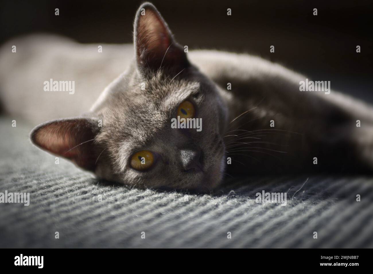 Golden katt hi-res stock photography and images - Alamy