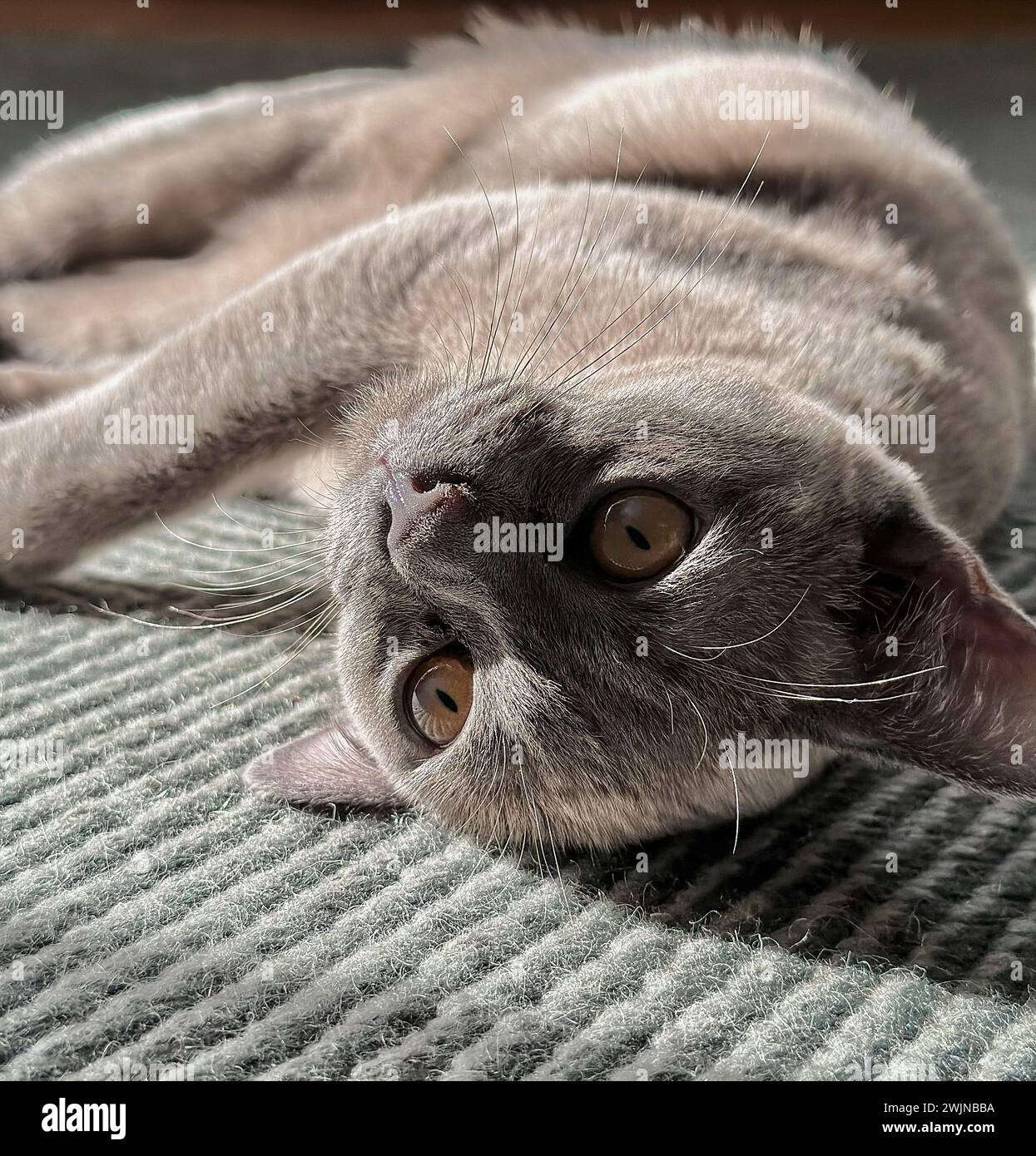 Blue burmese cat hi-res stock photography and images - Alamy