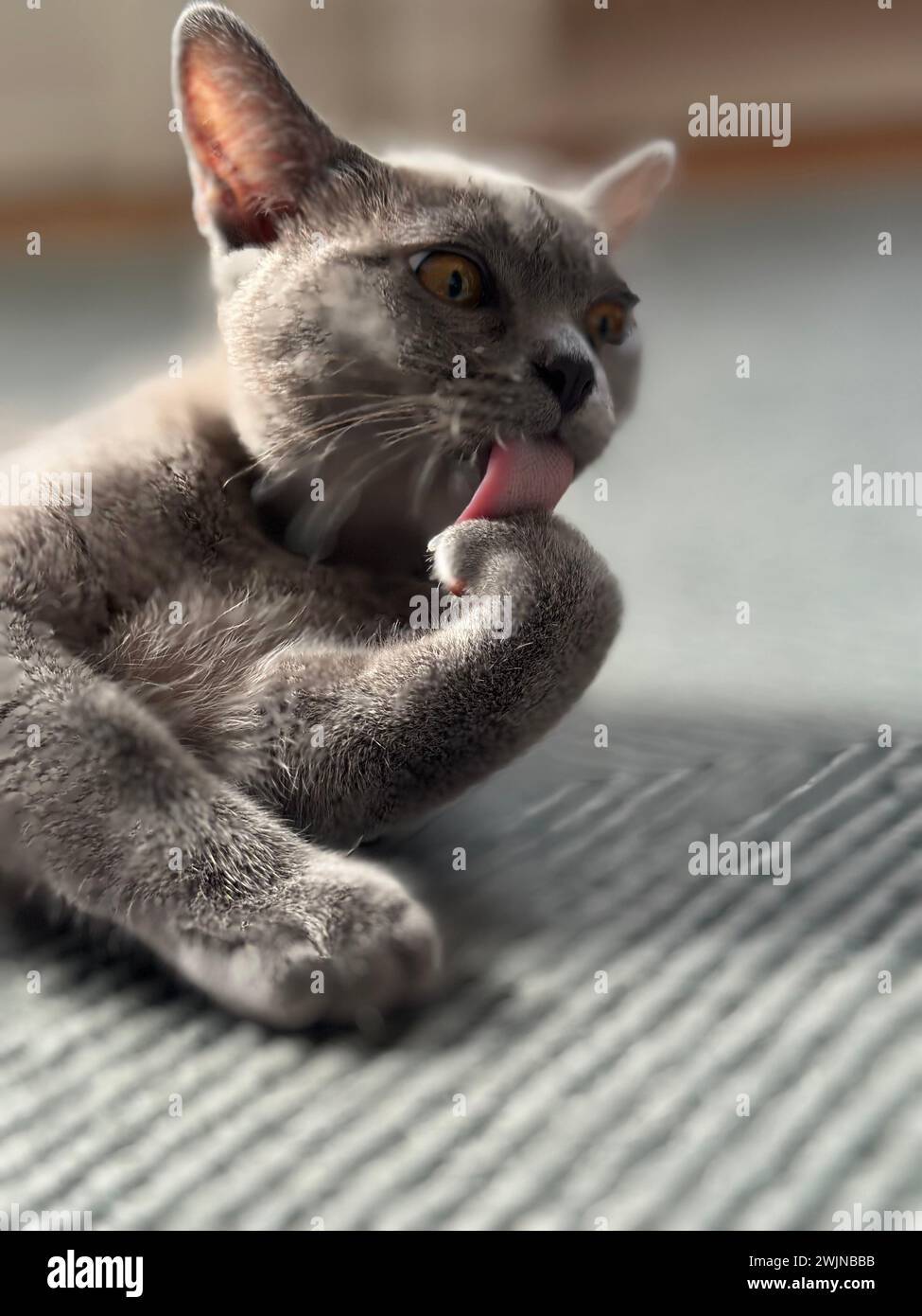 Blue burmese cat hi-res stock photography and images - Alamy