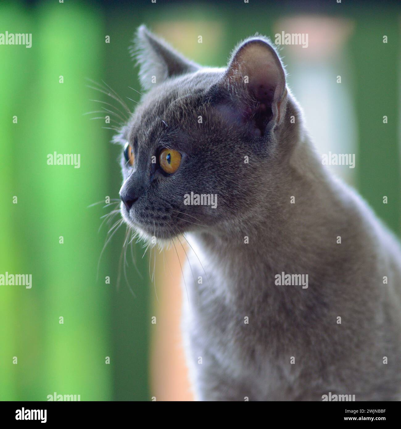 Blue burmese cat hi-res stock photography and images - Alamy