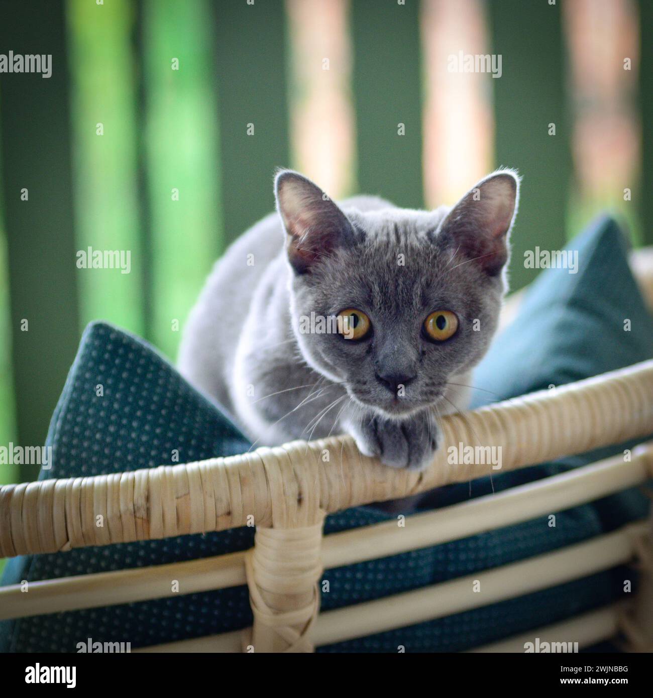 Blue burma cat hi-res stock photography and images - Alamy