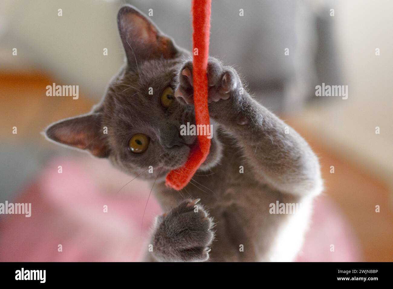 Blue Burmese kitten playing Stock Photo - Alamy