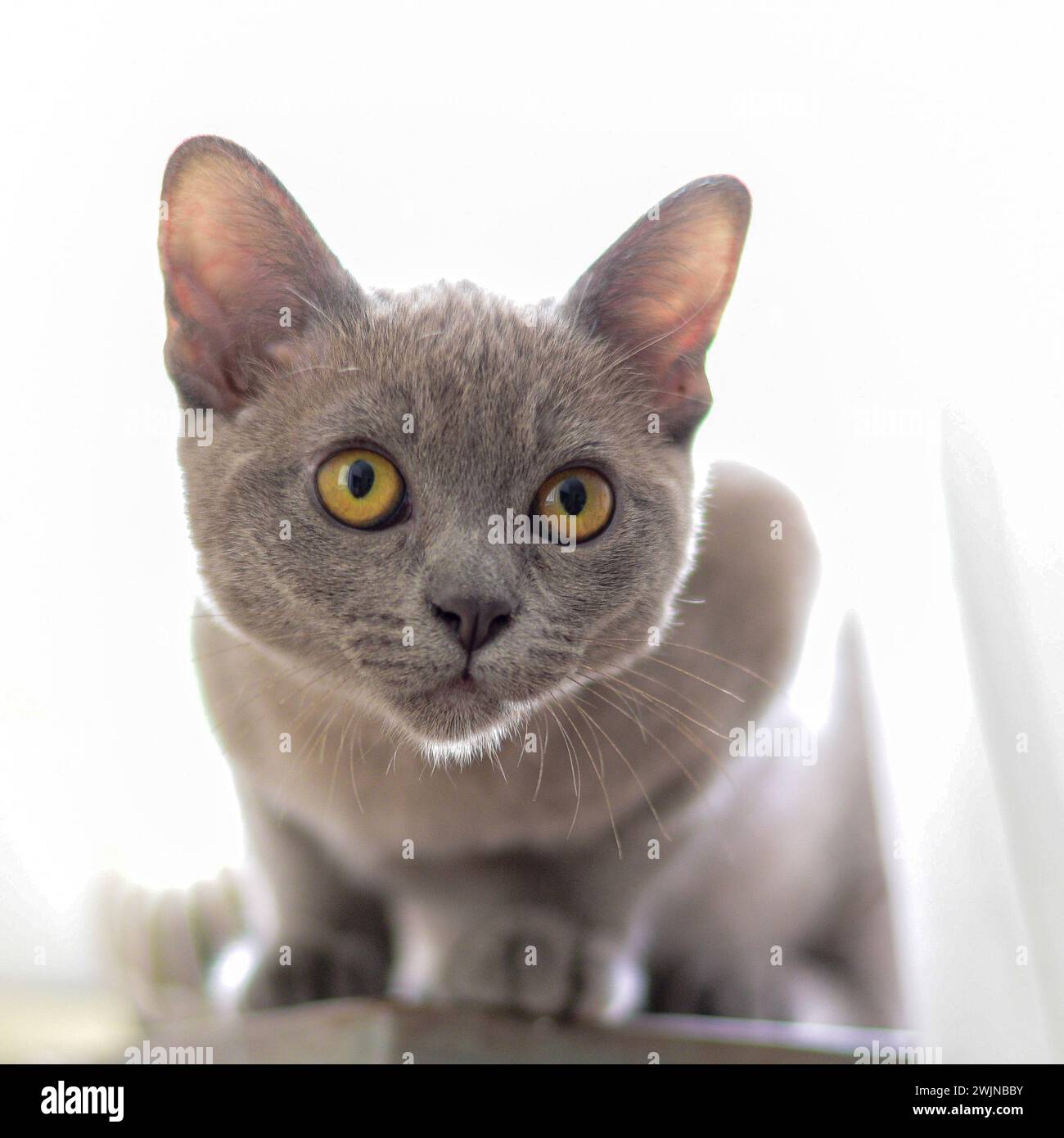 Blue burma cat hi-res stock photography and images - Alamy