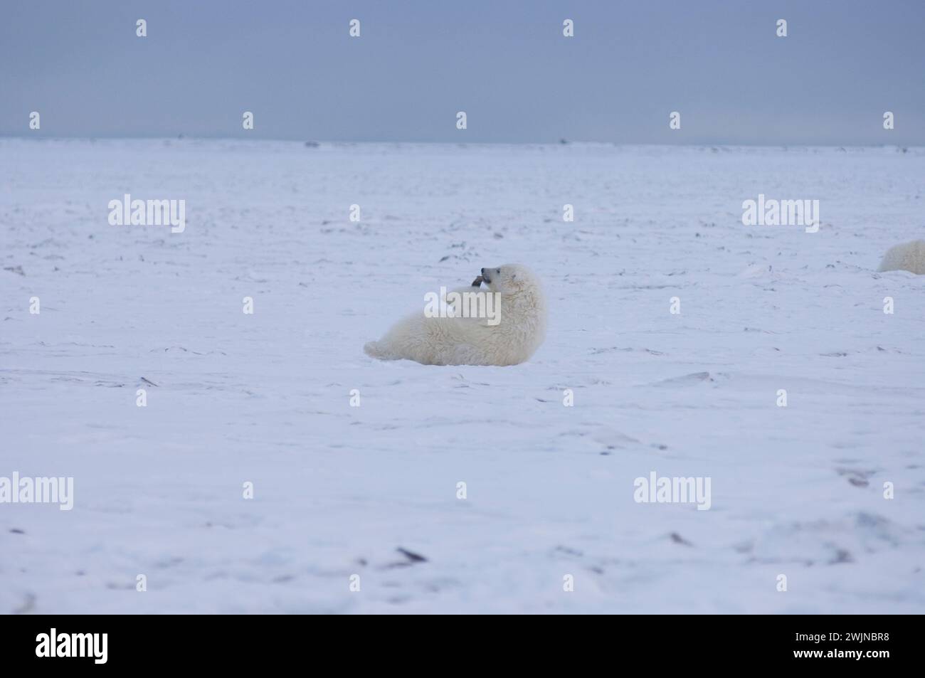 polar bear Ursus maritimus spring cub along a barrier island on the ...