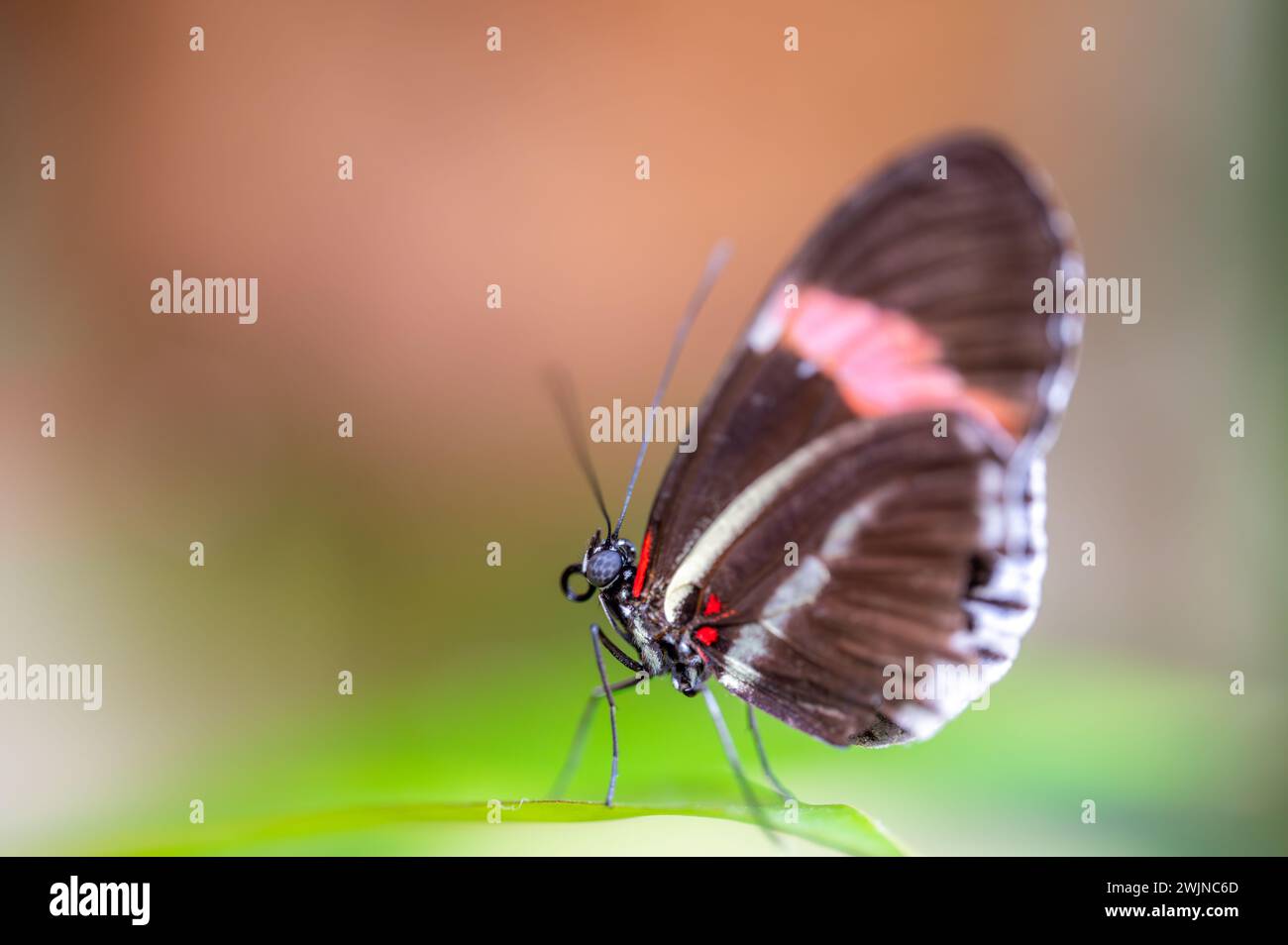 Macro image monarch butterfly hi-res stock photography and images - Alamy