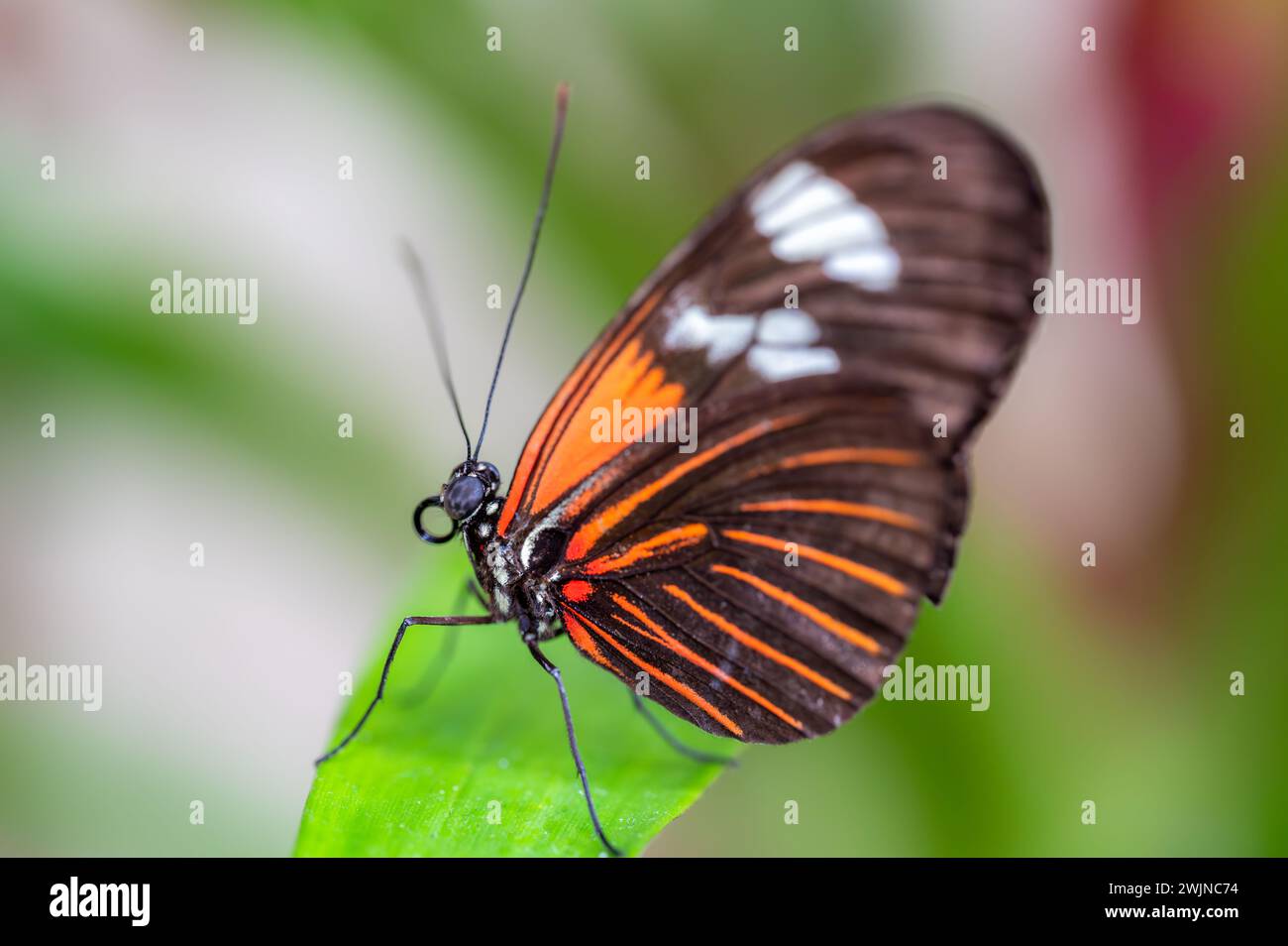 Rosina butterfly hi-res stock photography and images - Alamy