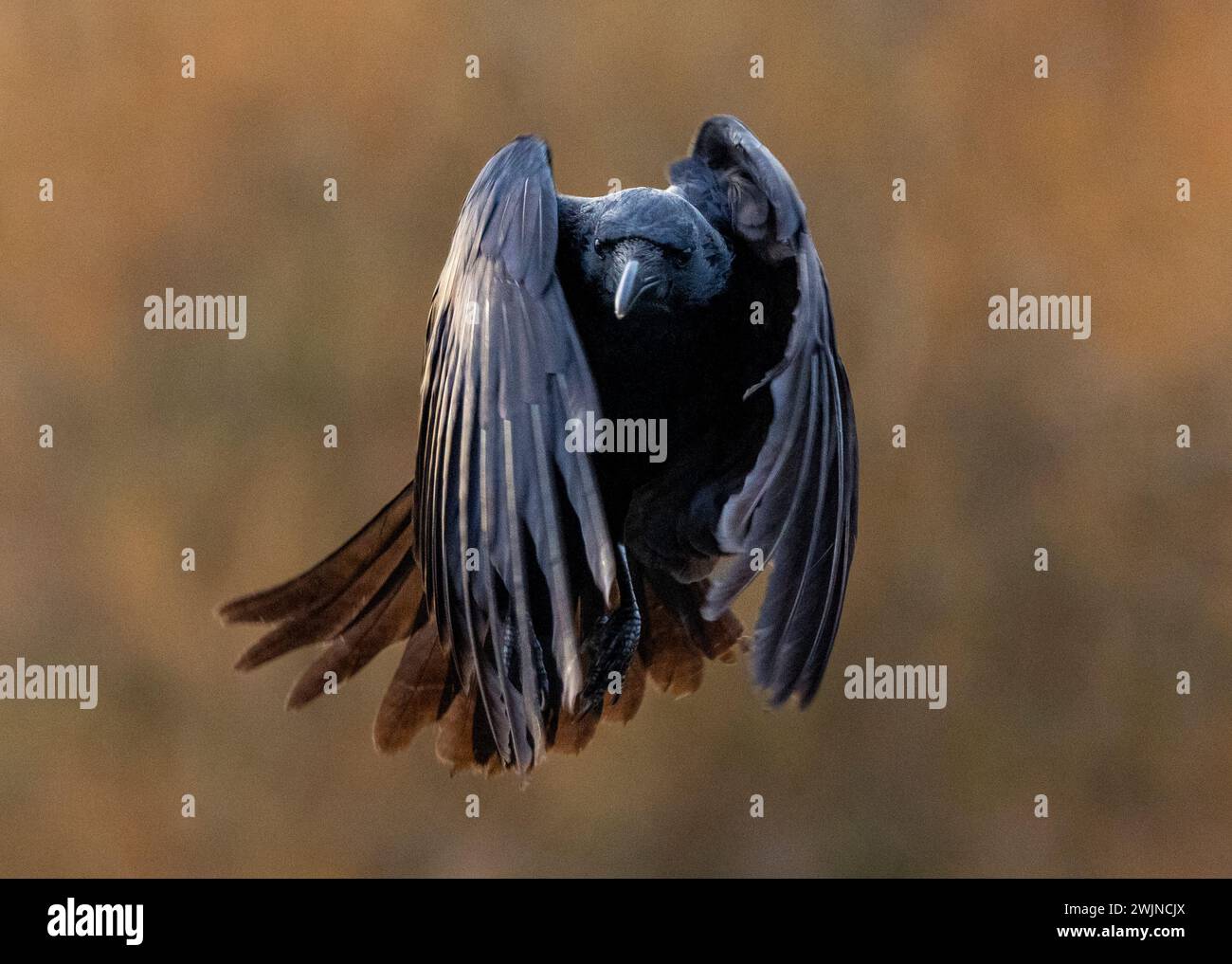 Lochend Park - crow 22/12/2023 A crow pictured in Lochend Park ...