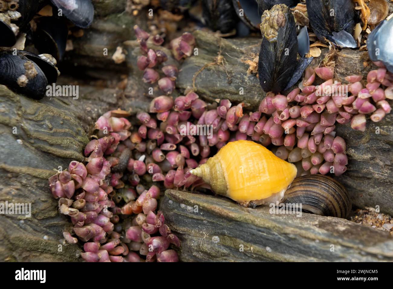 Dog whelk and sea snail against empty pink egg clusters Stock Photo - Alamy