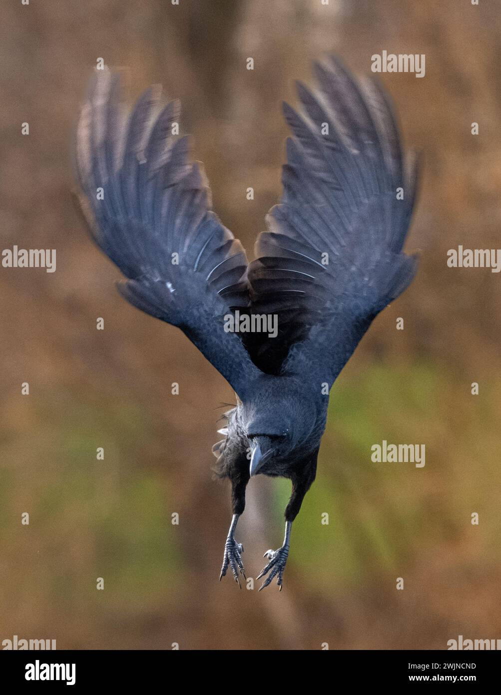 Lochend Park - crow 22/12/2023 A crow pictured in Lochend Park ...