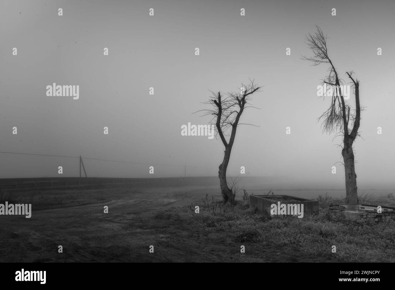Dead tree illustration silhouette hi-res stock photography and images ...