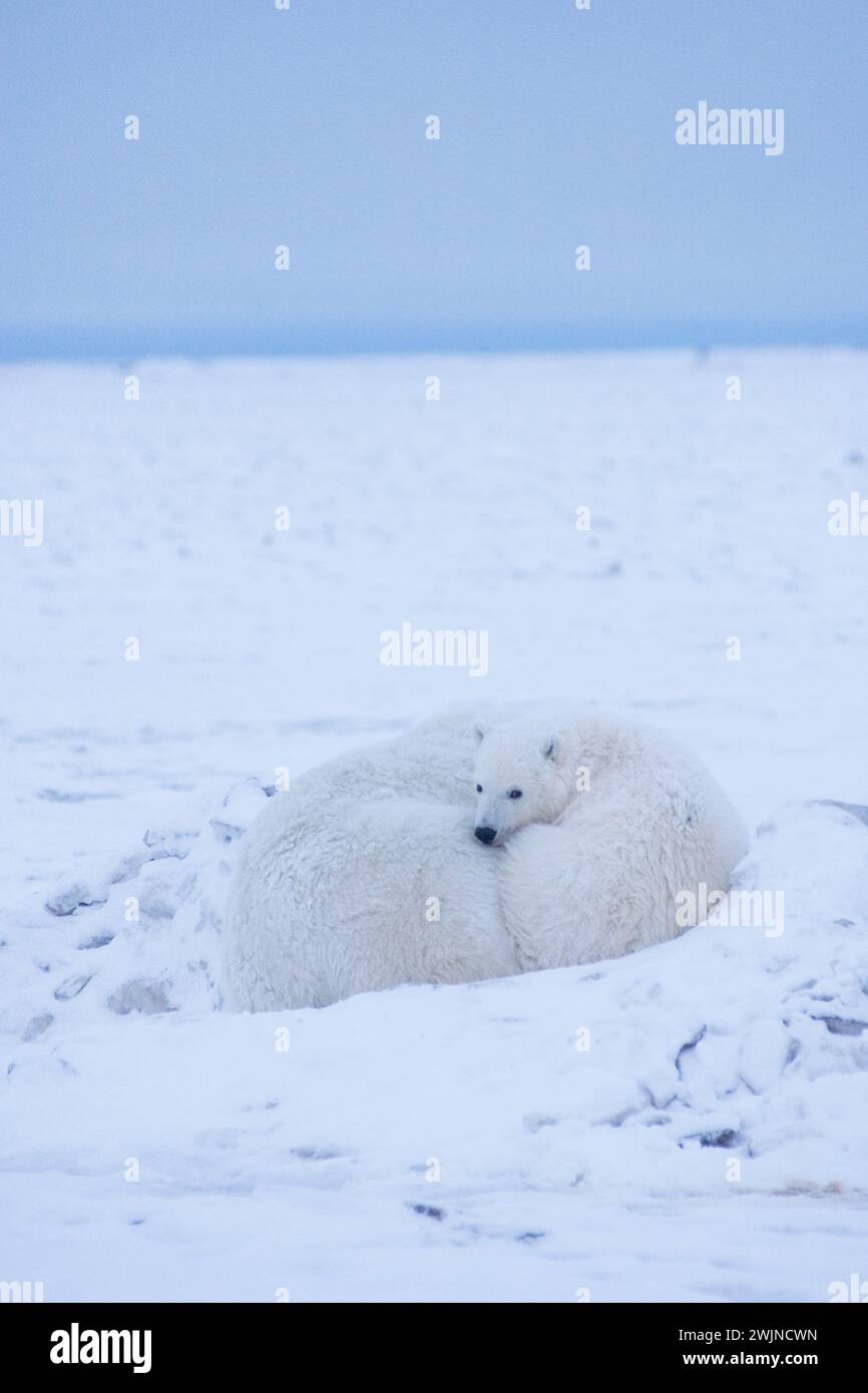 polar bears, Ursus maritimus, sow with her spring cubs resting ...