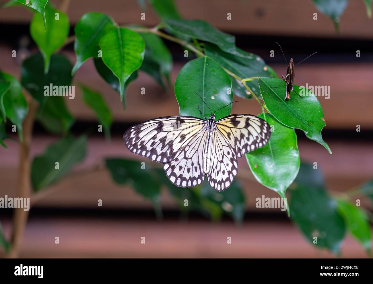 Rosina butterfly hi-res stock photography and images - Alamy