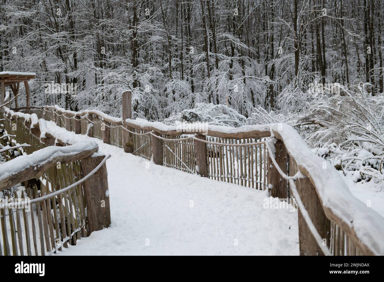 A wooden bridge covered in snow forms a path through a dense forest ...