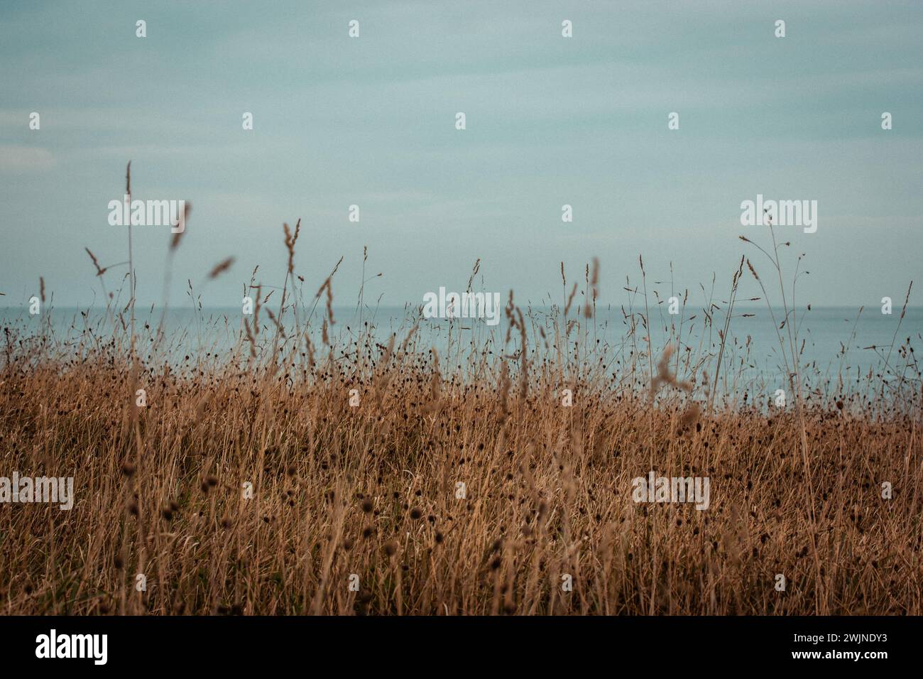 North sea dunes. Blue sea seascape with high wild growing grass. Dry ...
