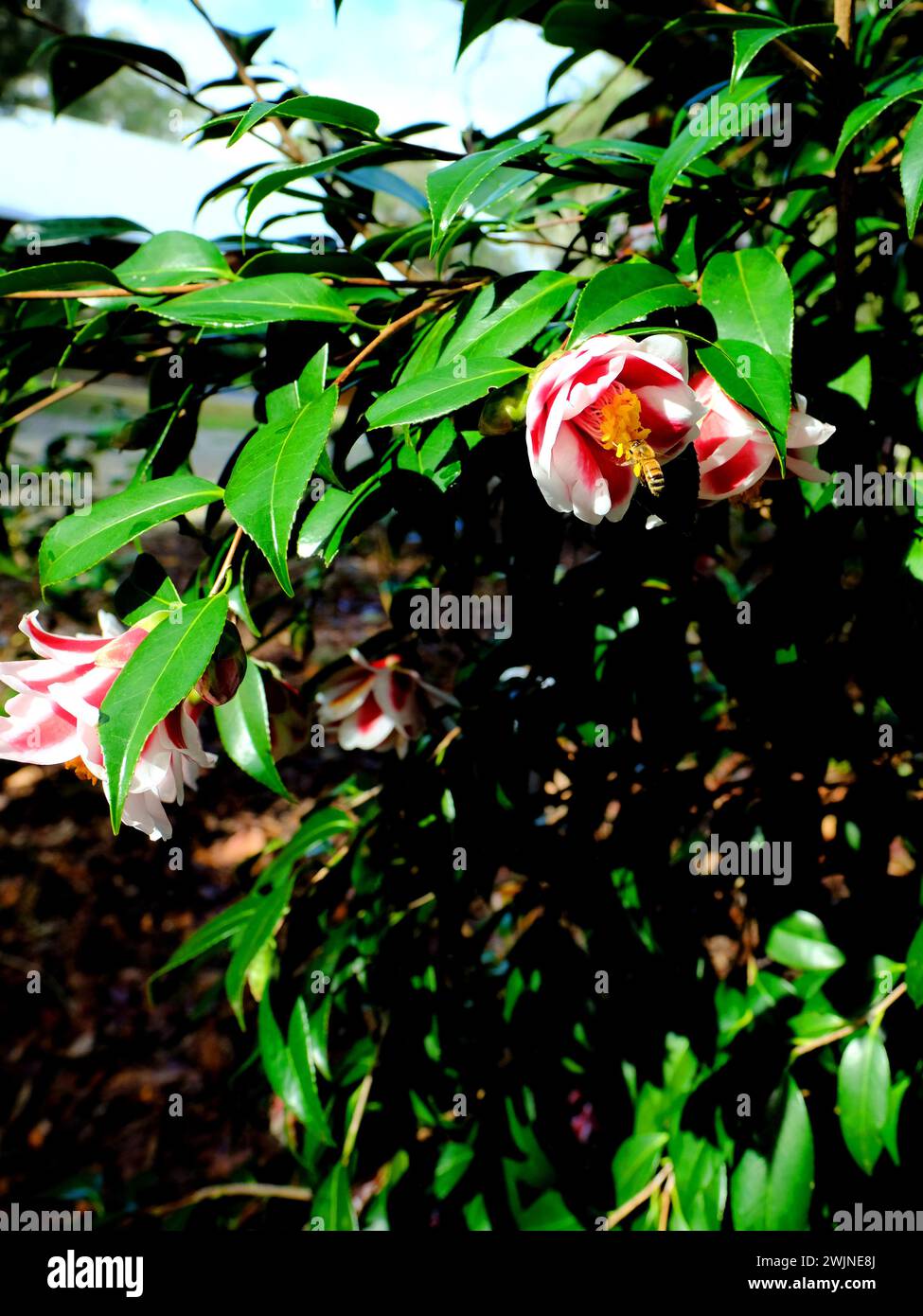 Camellia japonica Tama Peacock variety with bees pollinating and ...