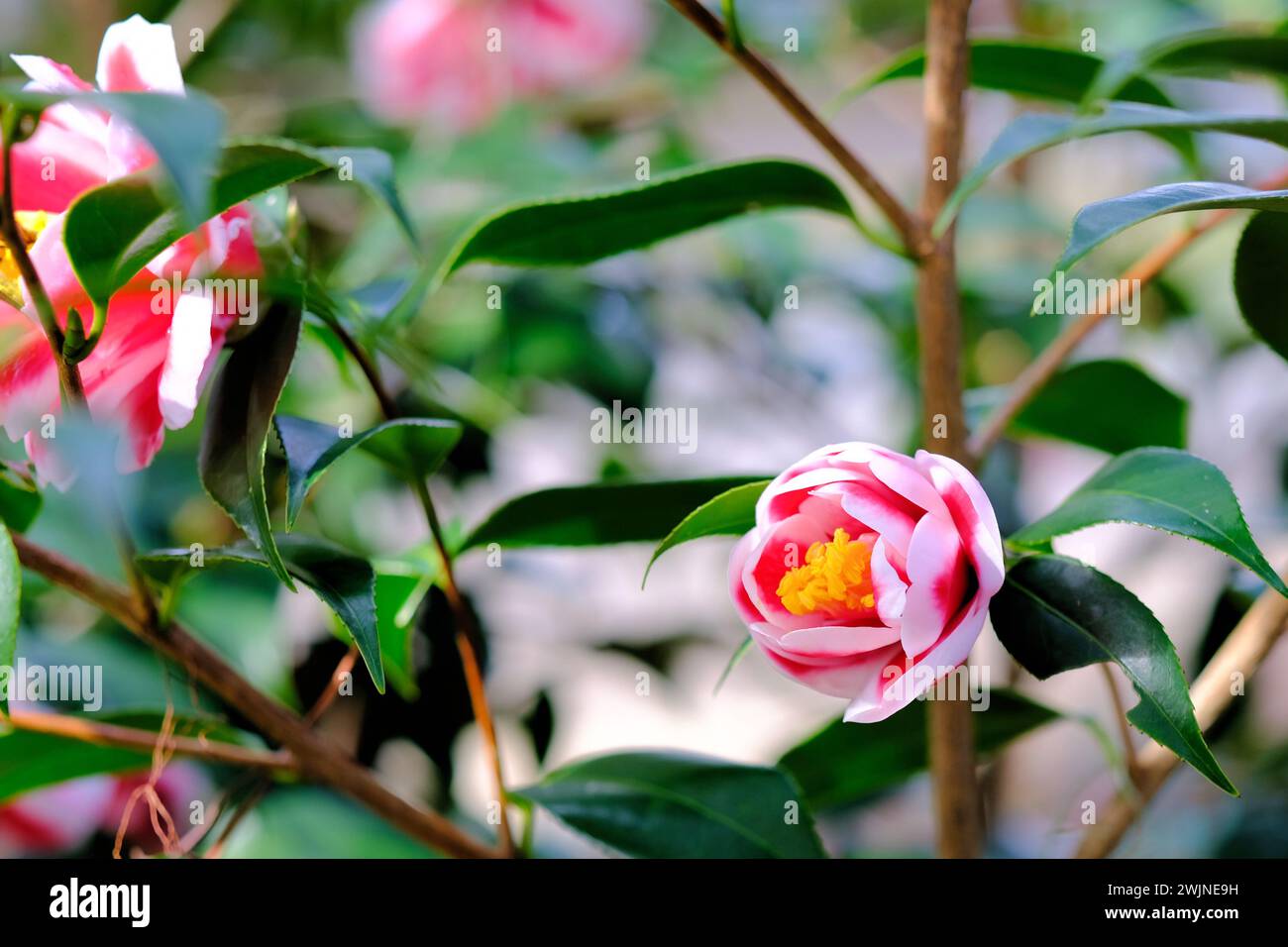 Japanese camellia variety hi-res stock photography and images - Alamy