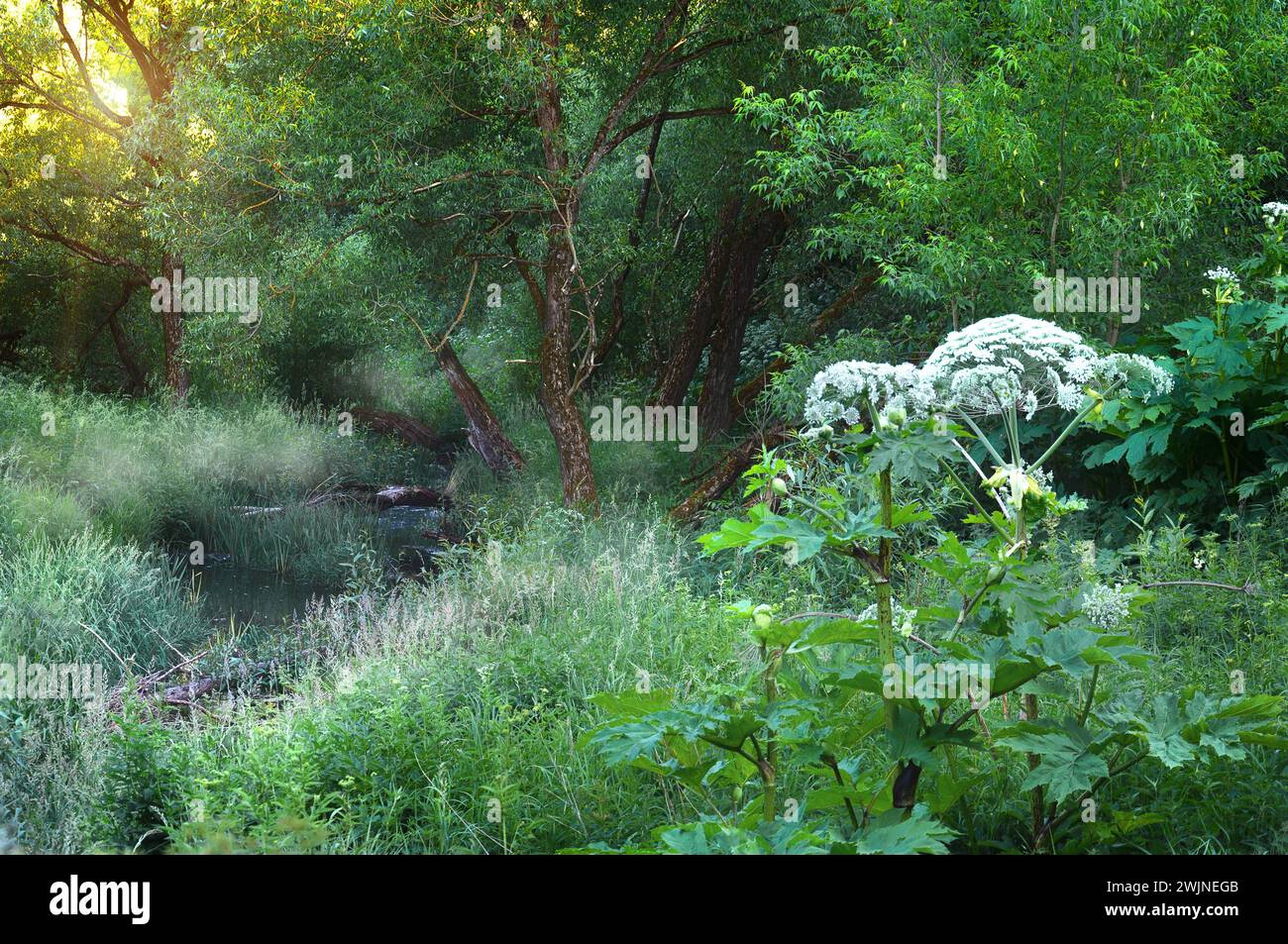 Sun rays in forest and river hi-res stock photography and images - Alamy