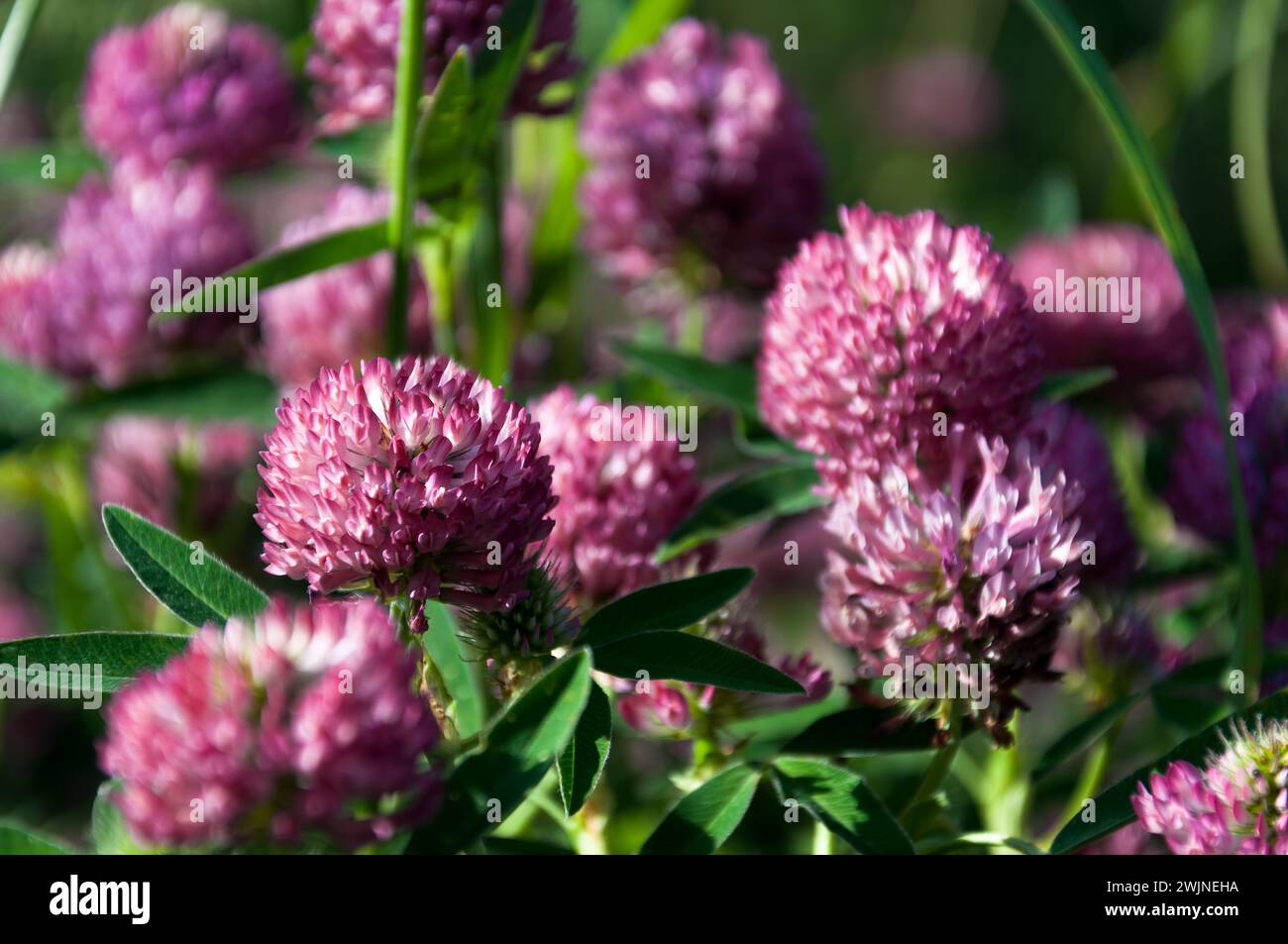 Clover green macro hi-res stock photography and images - Alamy