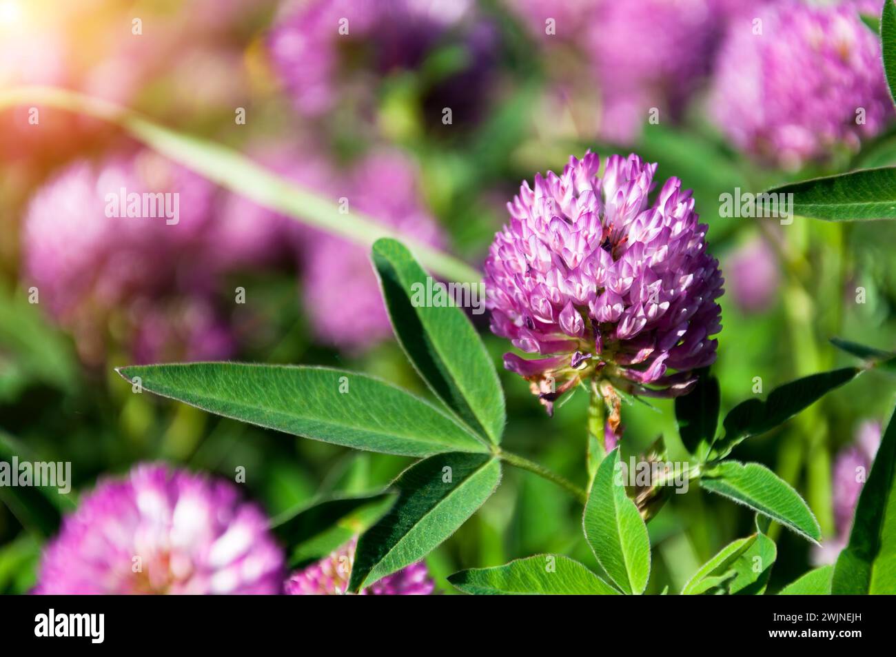 Fresh clover hi-res stock photography and images - Alamy