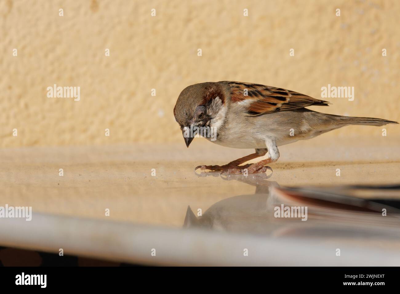 House sparrow (Passer domesticus) old without feathers around the eye ...