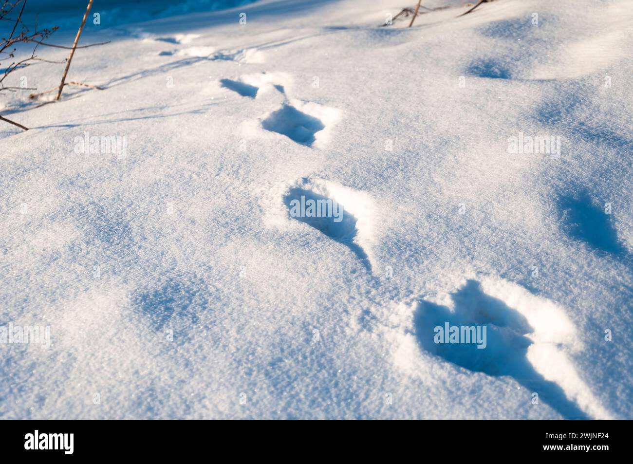 Snow texture bright sunny hi-res stock photography and images - Alamy